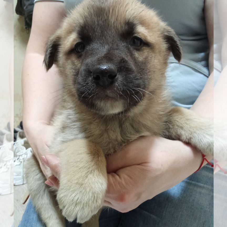 Якутская лайка, щенок