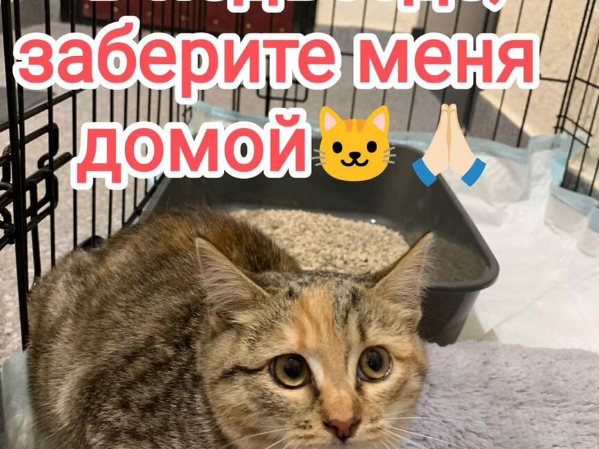 Кошки в добрые руки