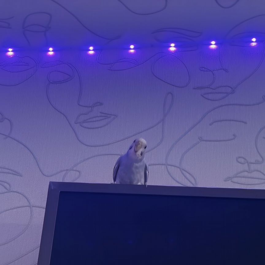 Волнистый попугай с переноской