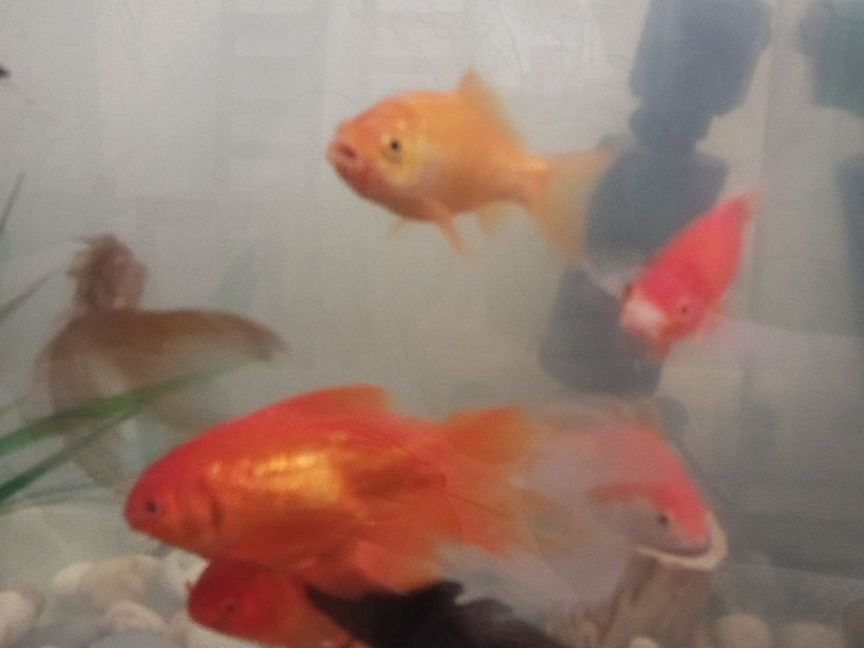 Золотая рыбка (вуалехвост)