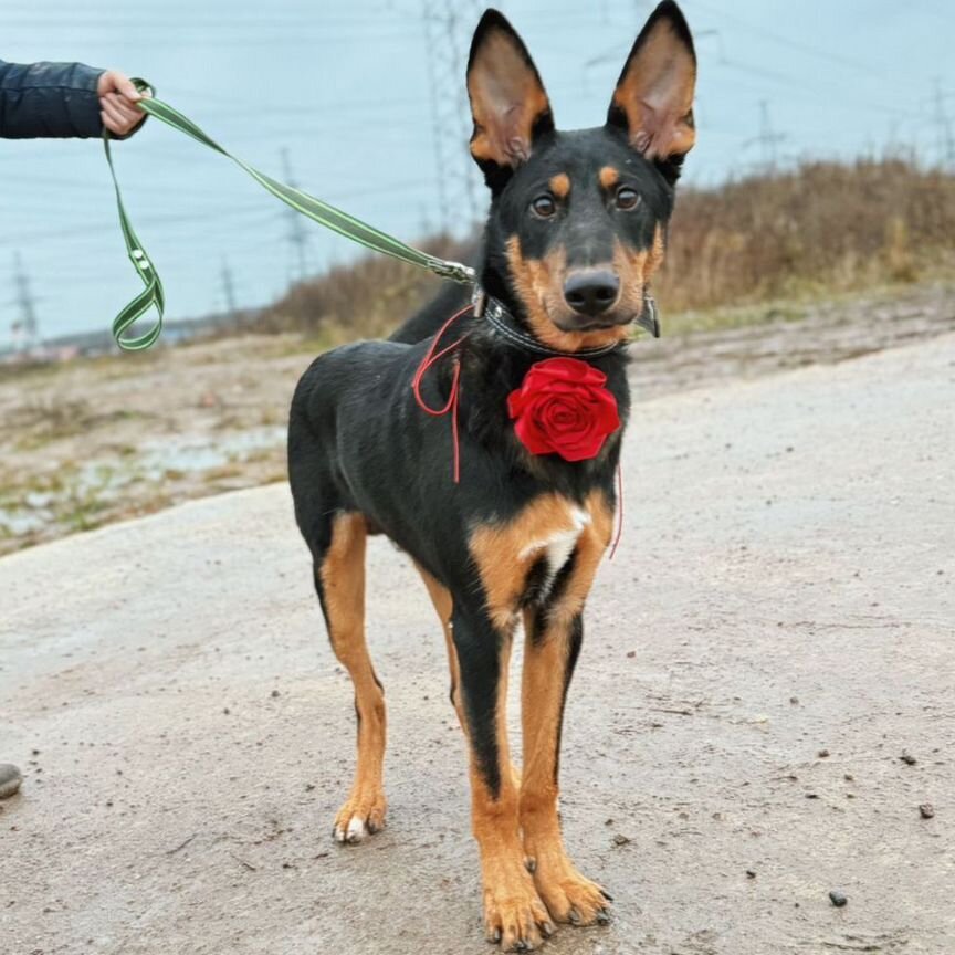 Щенок в добрые руки