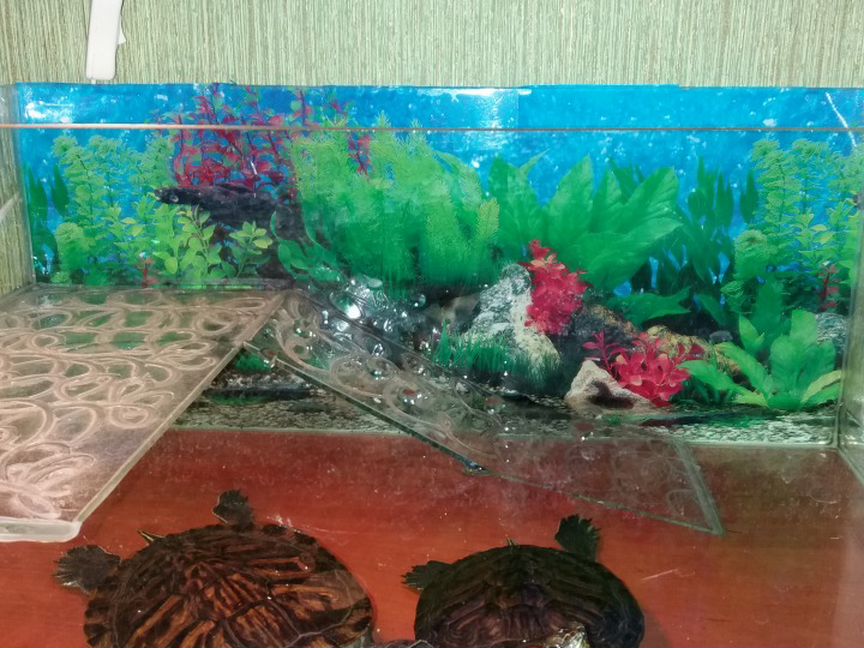 Черепашник