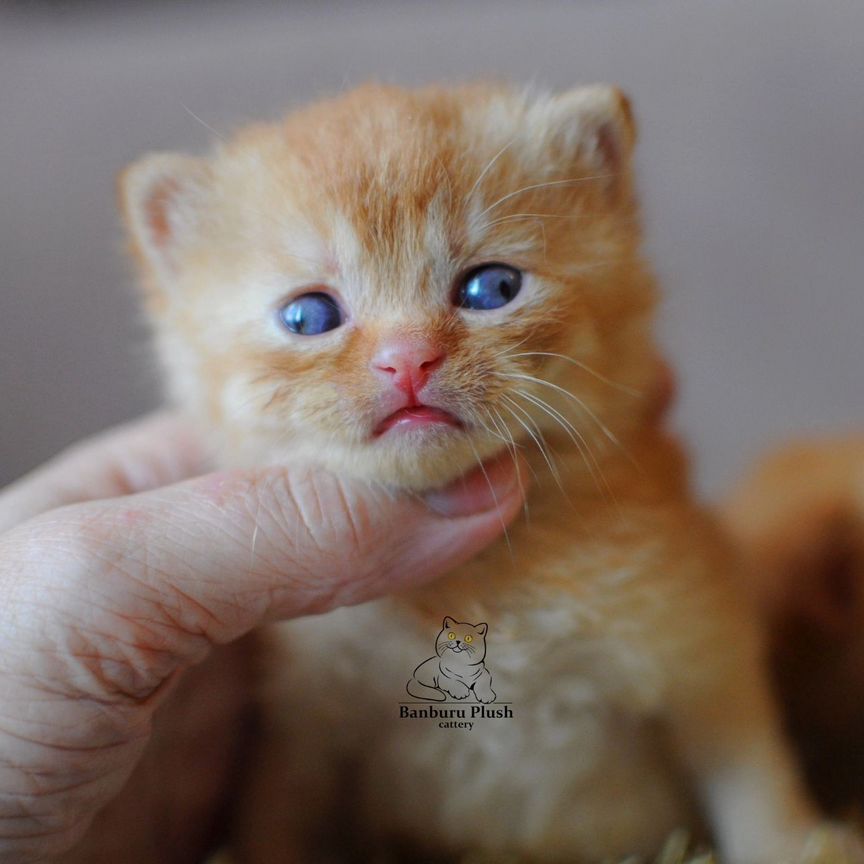 Британские котята рыжие