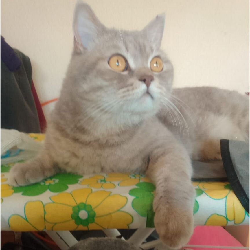 Кошка