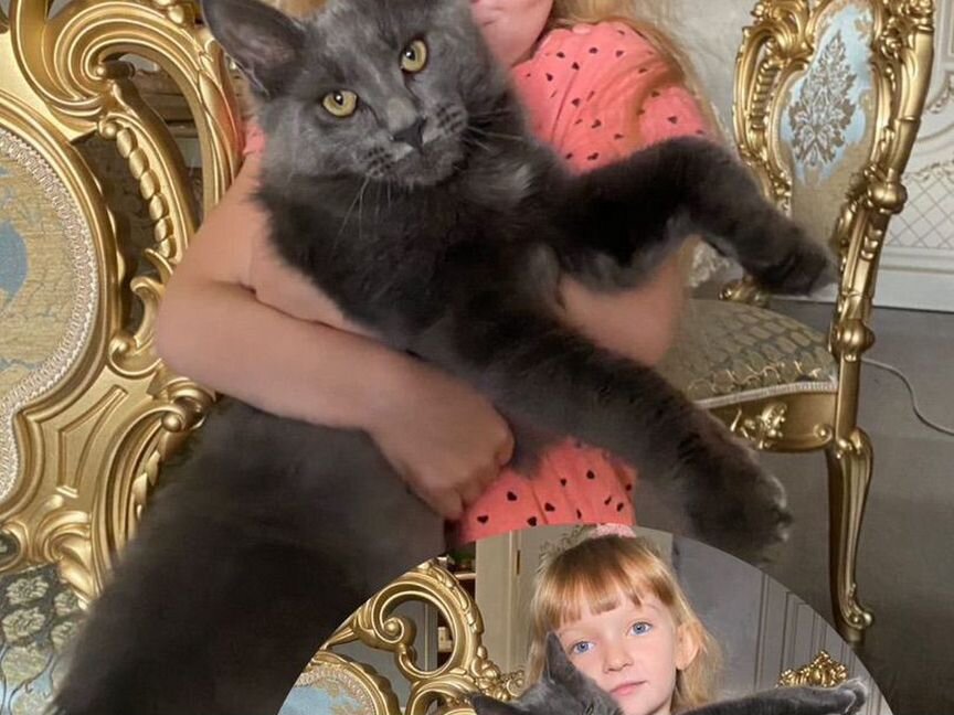 Кошка