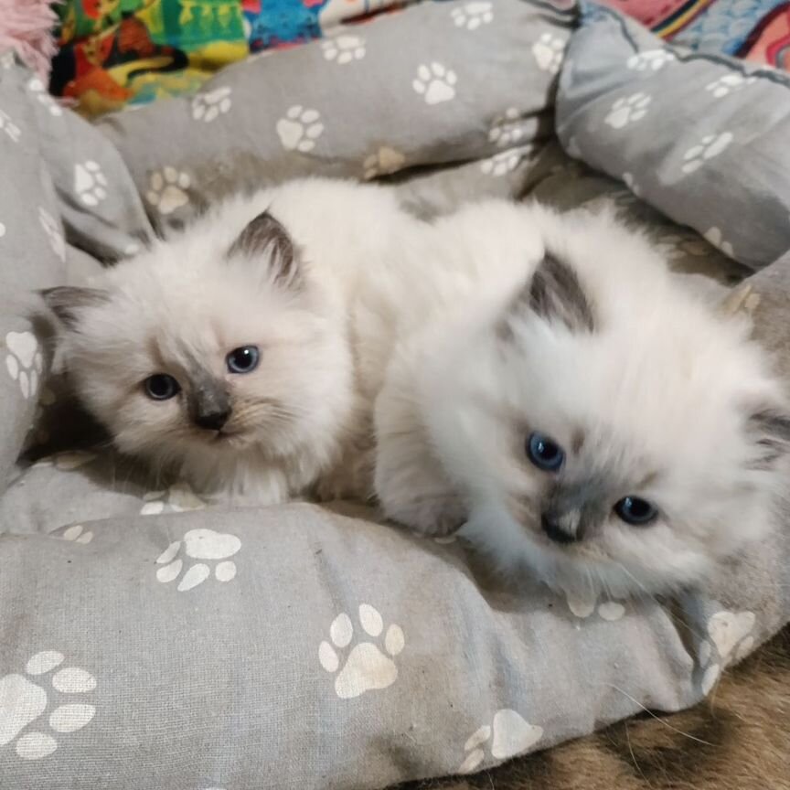 Маскарадные котята