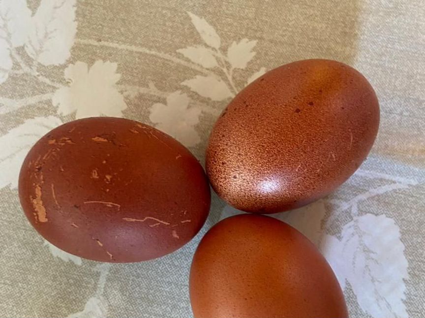 Инкубационное яйцо кур маран