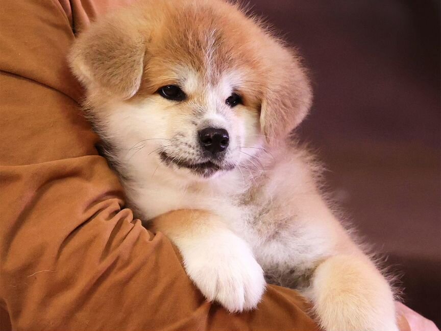 Замечательные щенки Акита-ину от японских пар