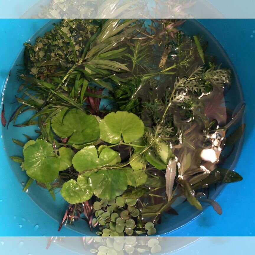 Аквариумное растение, 12-13 видо