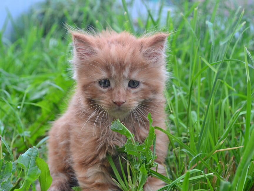 Котята мейн-кун