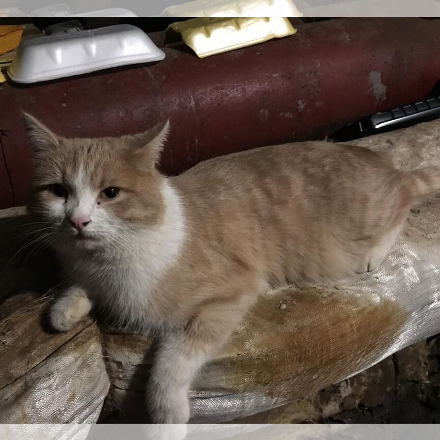 Ласковый и беззащитный котик подросток