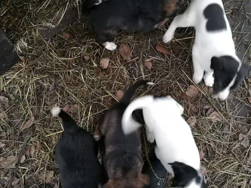 Щенки 1месяц легавые овчарки