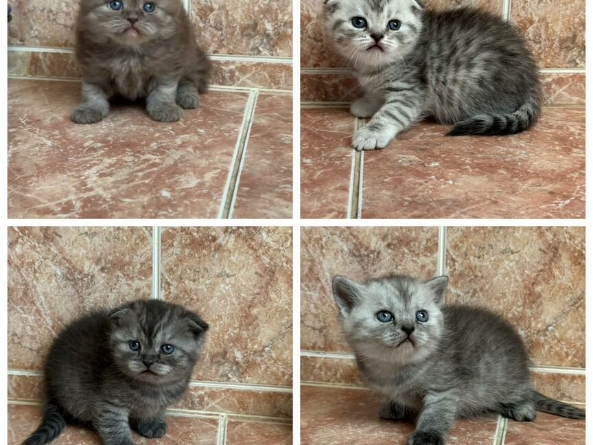 Шотландские котята