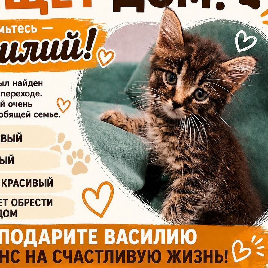 Мейн-кун котёнок