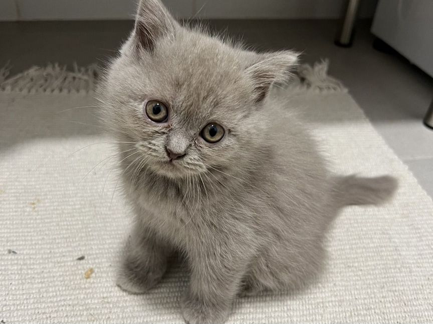 Котенок Шотландская вислоухая