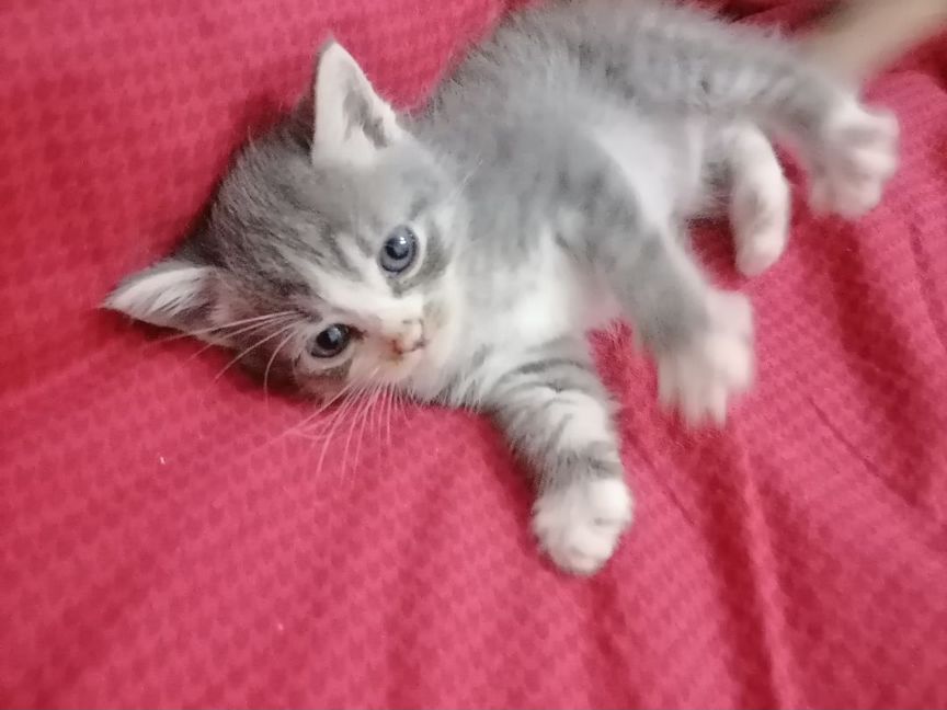 Котята в добрые руки 1 месяц