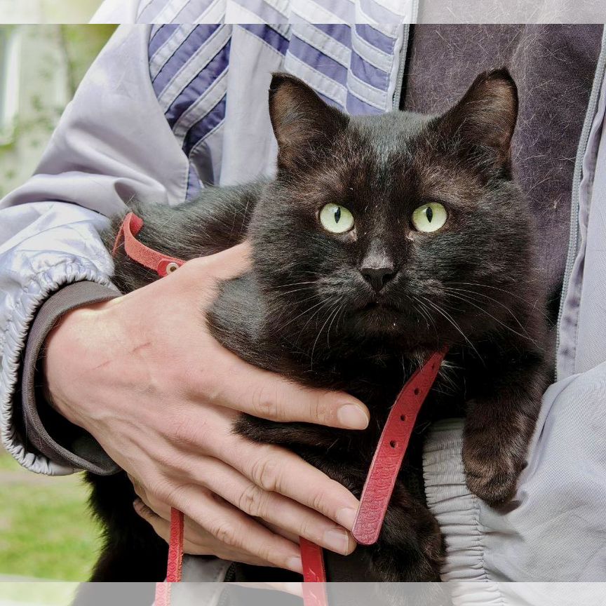 Черный котик в добрые руки