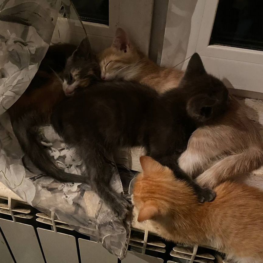 Котята в добрые руки бесплатно
