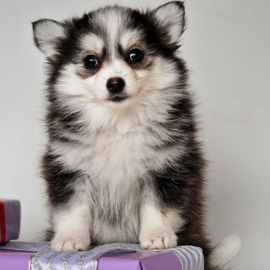 Помски, щенок