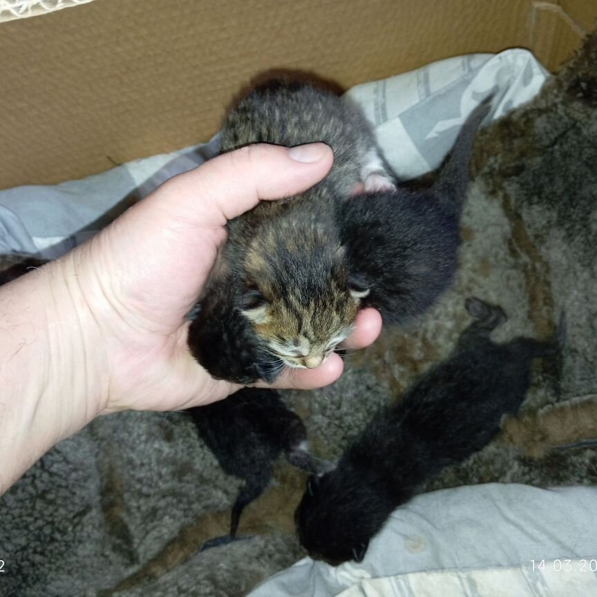 Котята в добрые руки бесплатно, родились 8 марта