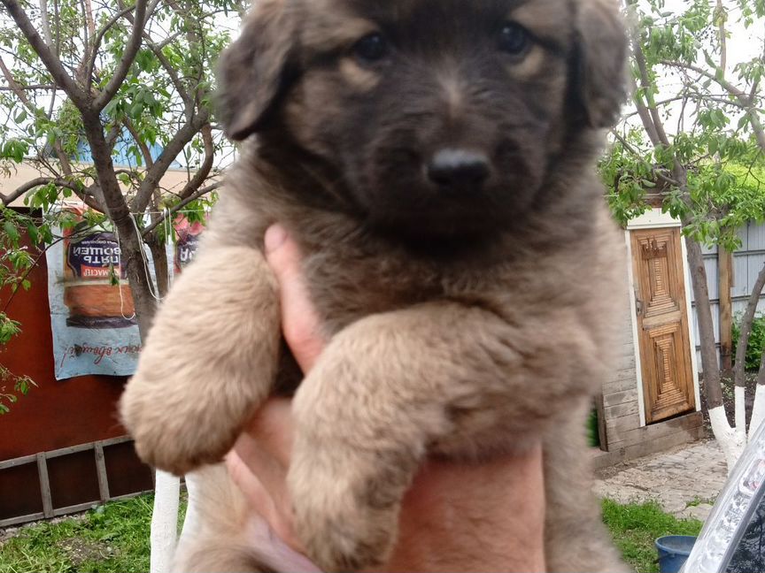 Щенки немецкой овчарки