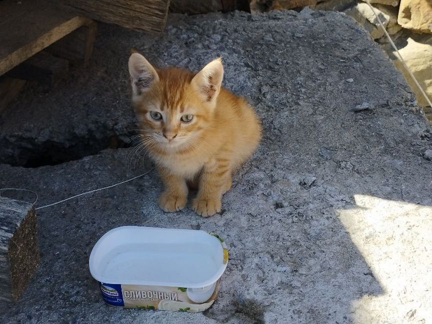 Котята в добрые руки бесплатно
