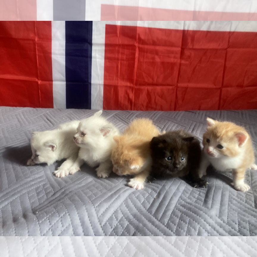 Отдам котят в добрые руки
