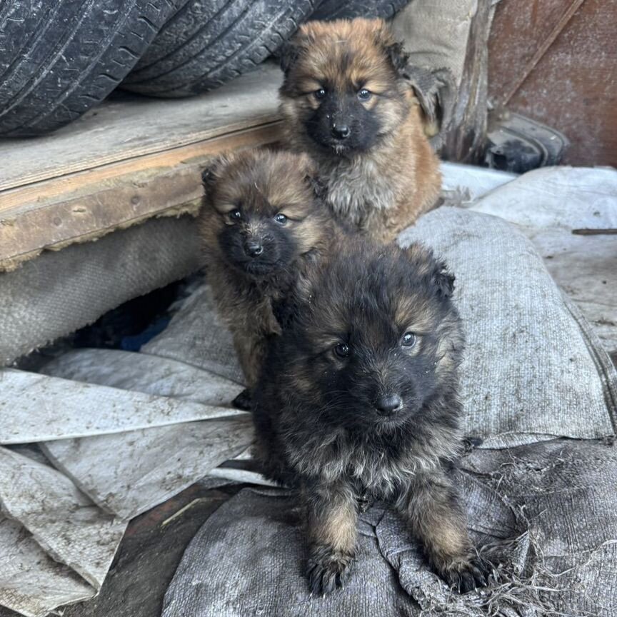Немецкая овчарка, щенок