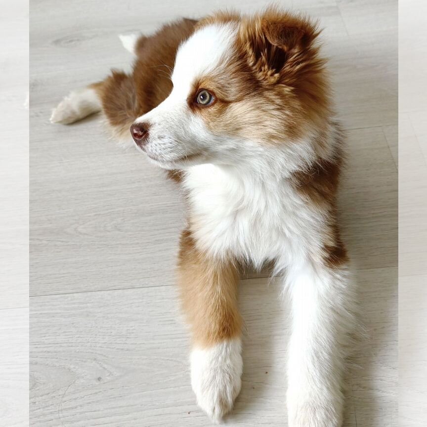 Бордер-колли, щенок