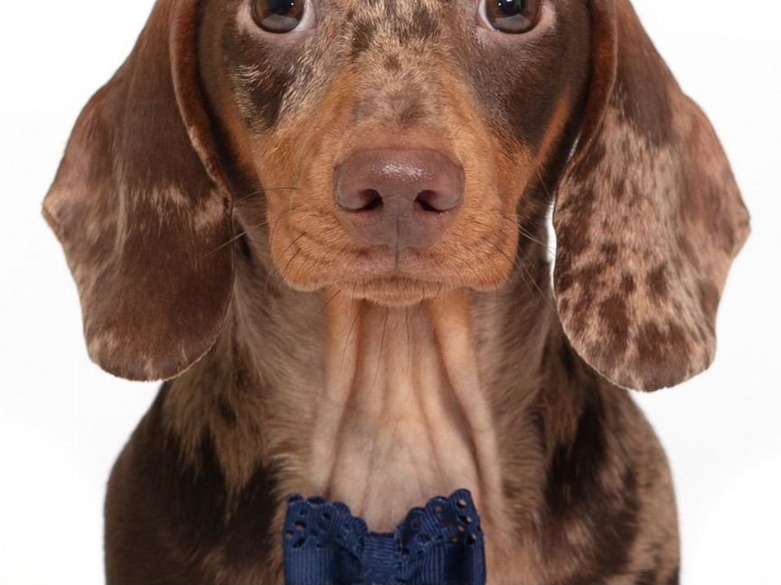 Карликовая мраморная такса