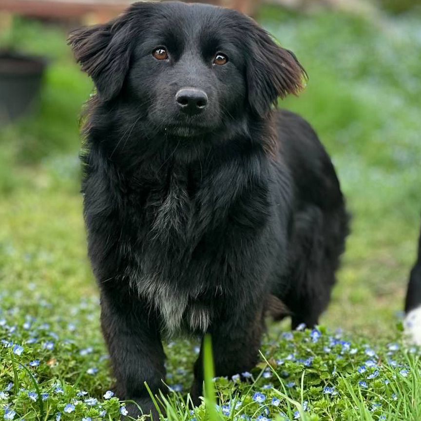 Взрослая собака в добрые руки