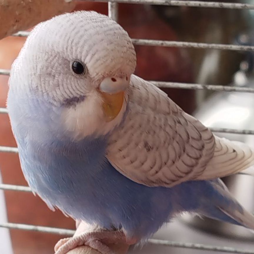 Волнистый попугай самка