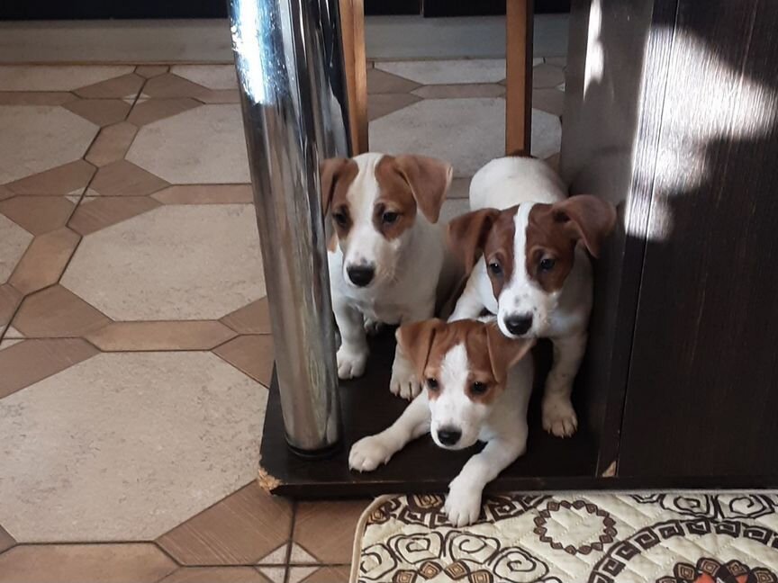 Девочки Джек Рассела