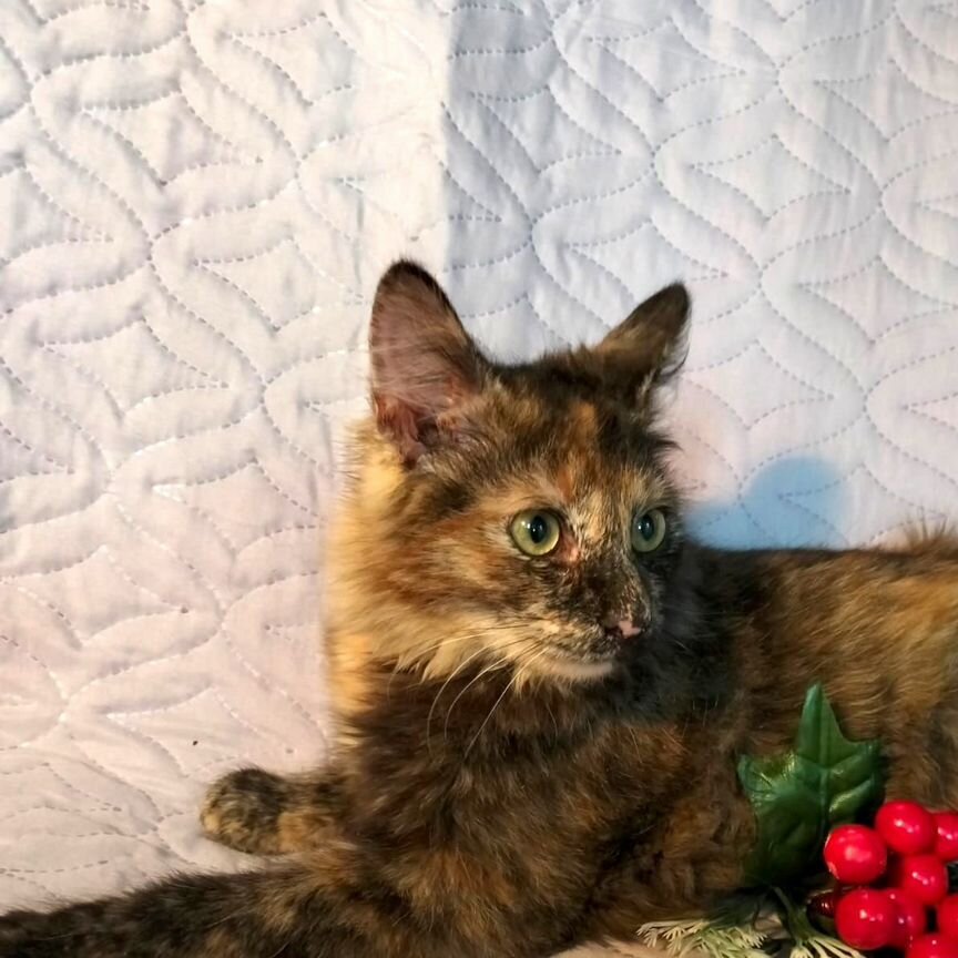 Пушистая Кроха ждет вас