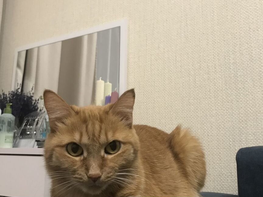 Кошка Маша