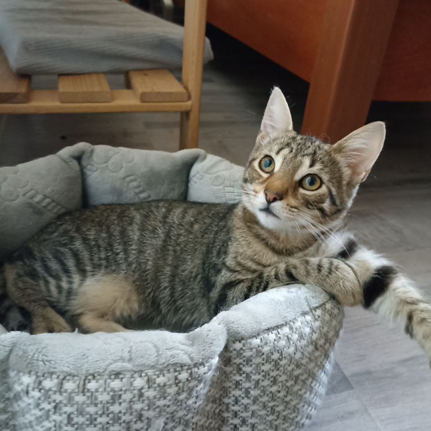 Котёнок