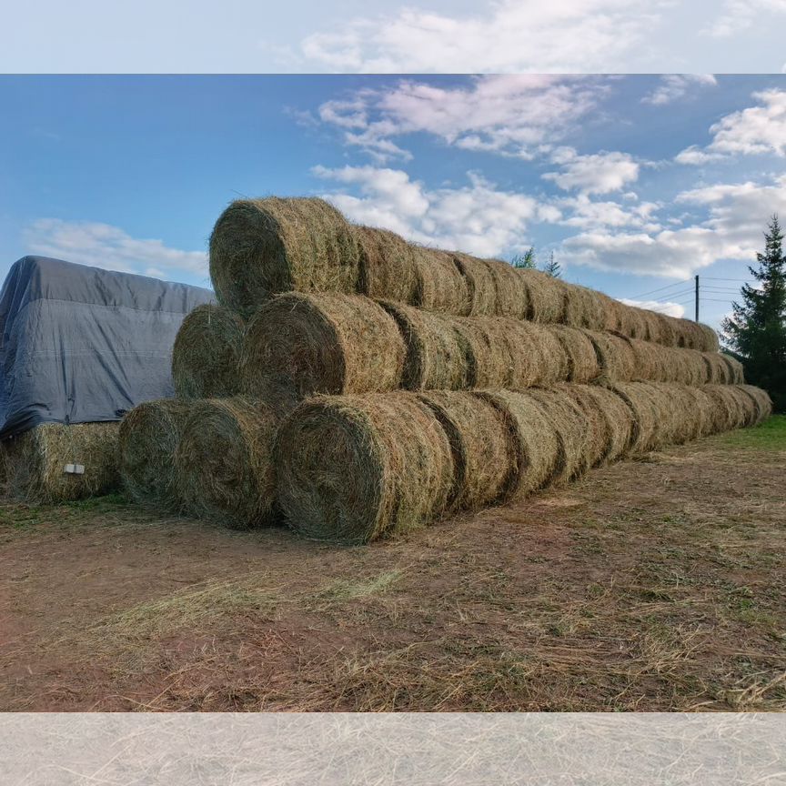 Продам сено в рулонах