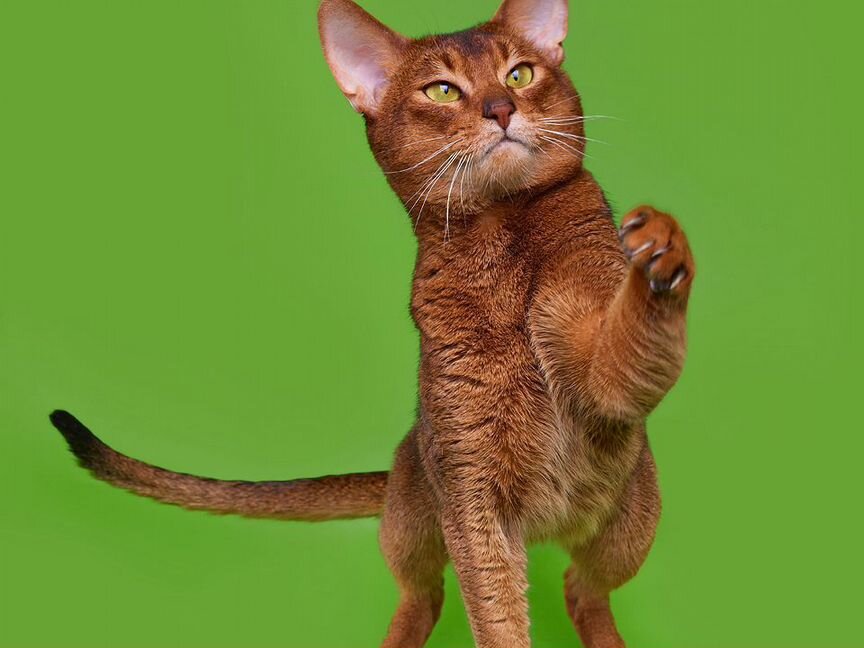 Абиссинская кошка