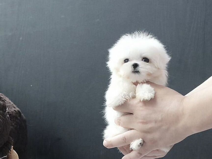 Микро корейский мальчик мальтезе в Москве