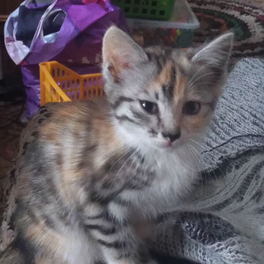 Котята бесплатно