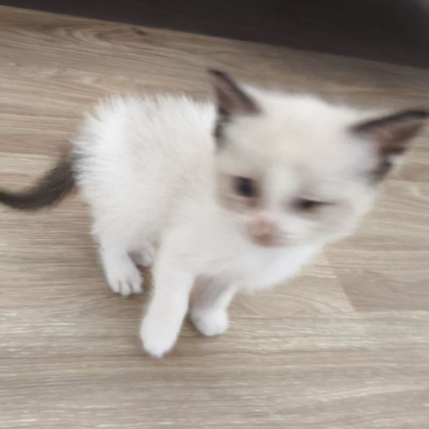 Котёнок в добрые руки