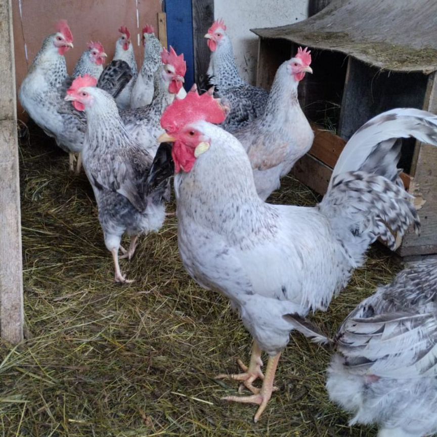 Инкубационное яйцо Барковская борвистая