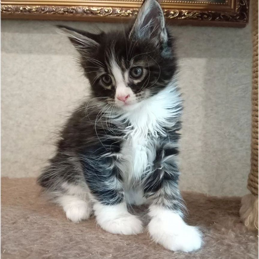 Мейн-кун котёнок