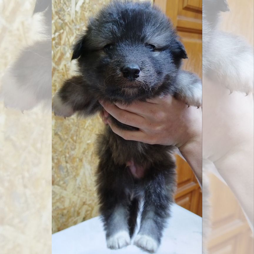 Самоедская собака, щенок