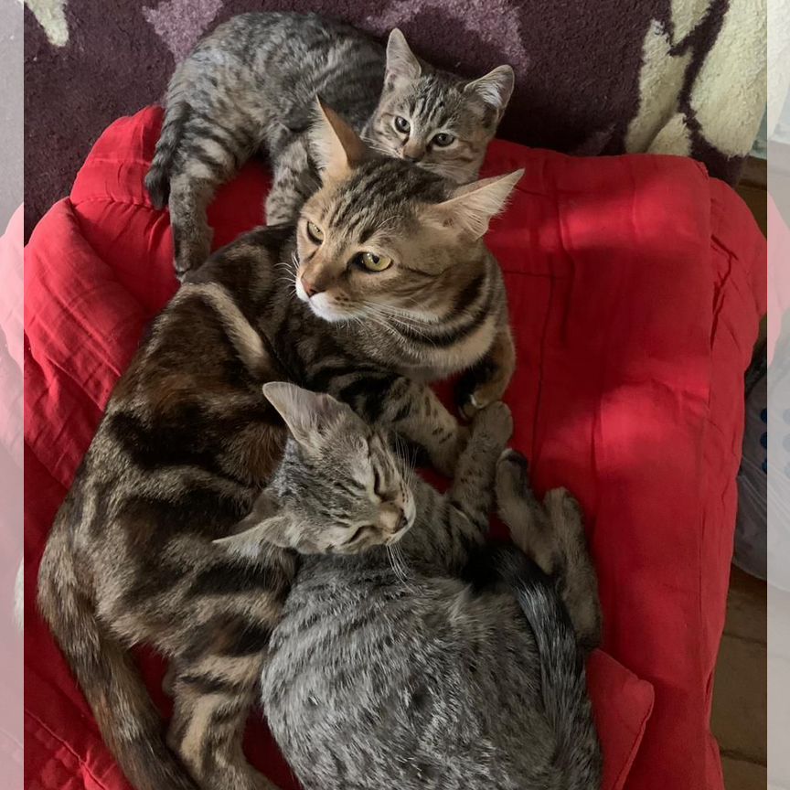 Котята Бенгальские в дар