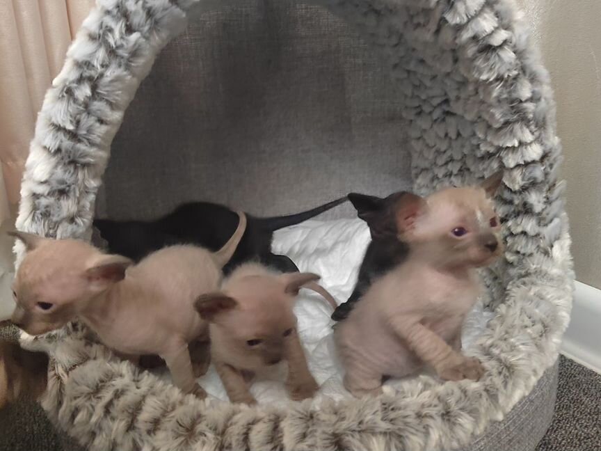 Бронь котят Канадского сфинкса