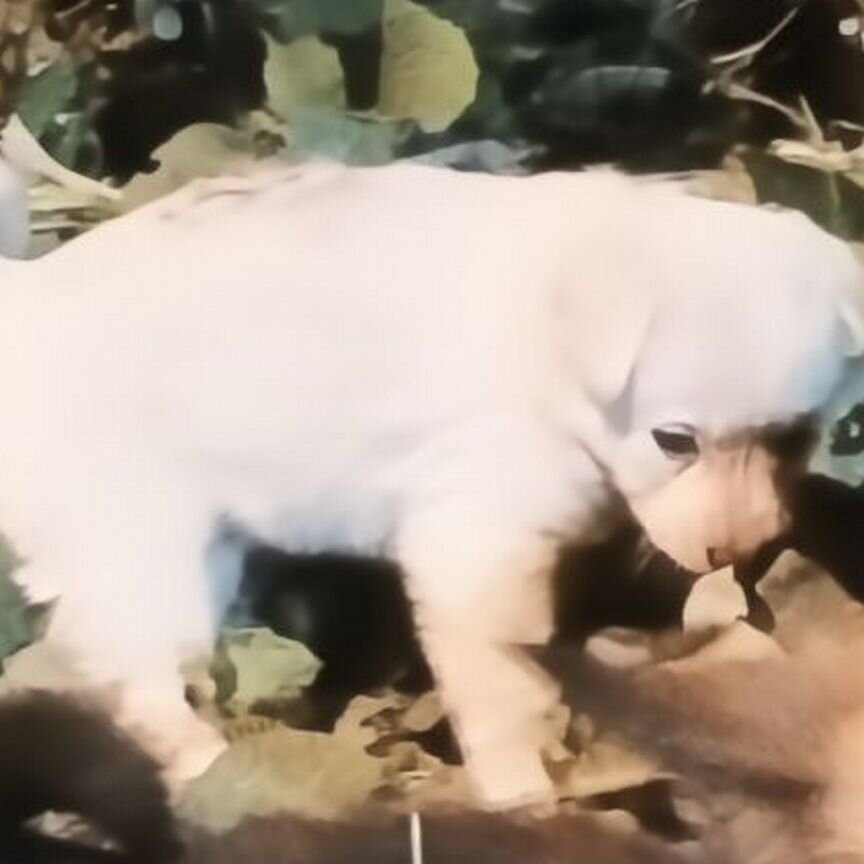 Щенок в добрые руки