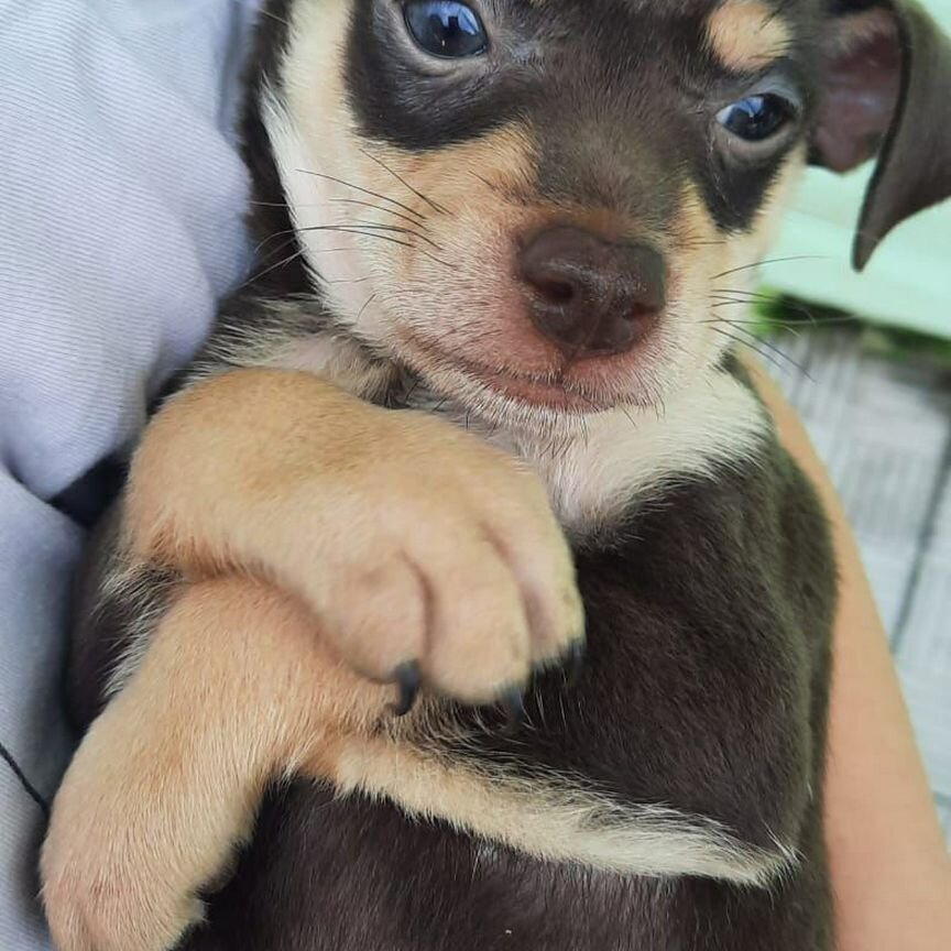 Щенки русский той-терьер