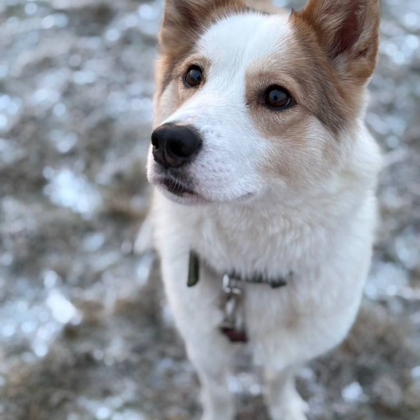 Взрослая собака в добрые руки