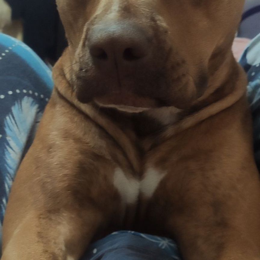 Отдам бесплатно